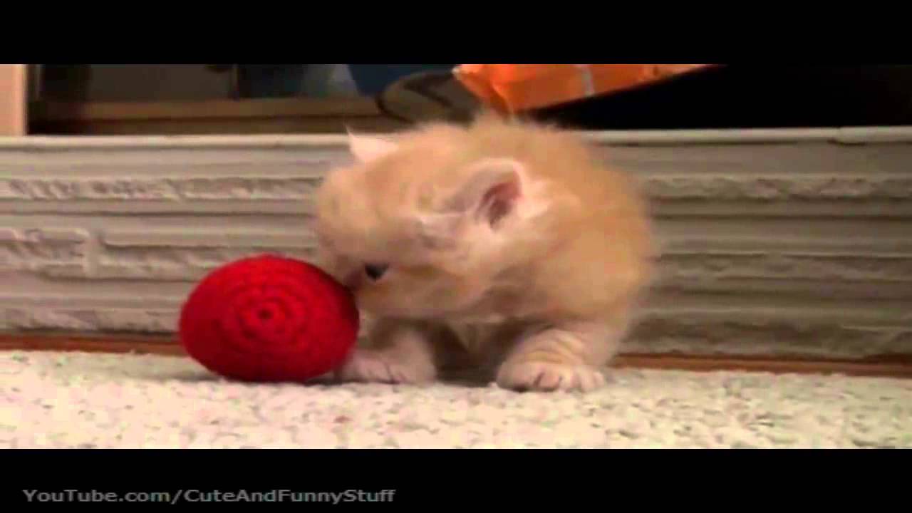 Cute Kittens Compilation - YouTube