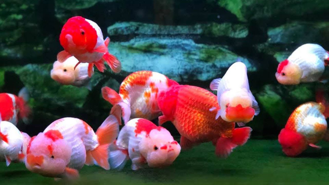 High quality beautiful goldfish - YouTube