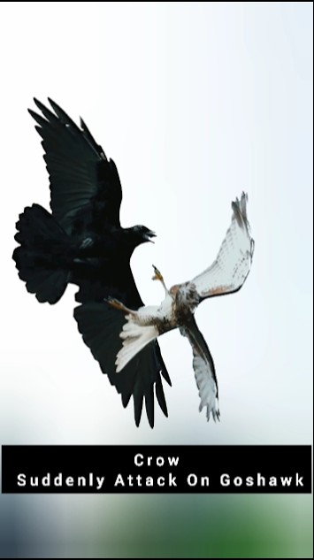 Crow suddenly attack on the goshawk #fyp - YouTube