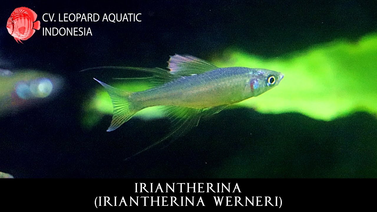 Iriantherina werneri. The INDONESIAN MASCOT threadfin rainbow. (Leopard Aquatic R004A) - YouTube