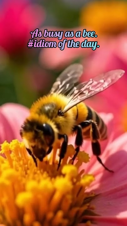 As busy as a bee #idiom of the day - YouTube