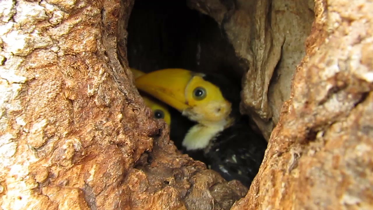 Filhotes de Tucano - YouTube