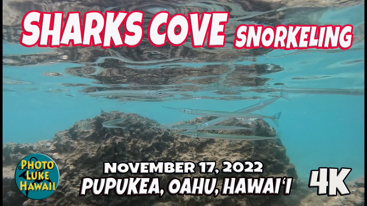 Sharks Cove Snorkeling November 17, 2022 Oahu Hawaii Fish in Hawaii ...