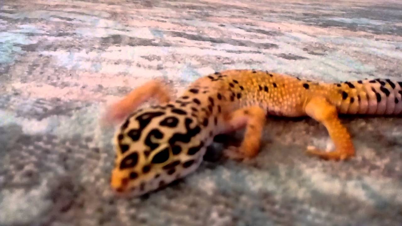 Shaky walking leopard gecko - YouTube