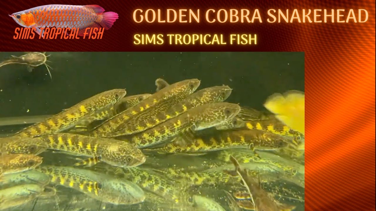 Sims Tropical Fish - Golden Cobra Snakehead - YouTube