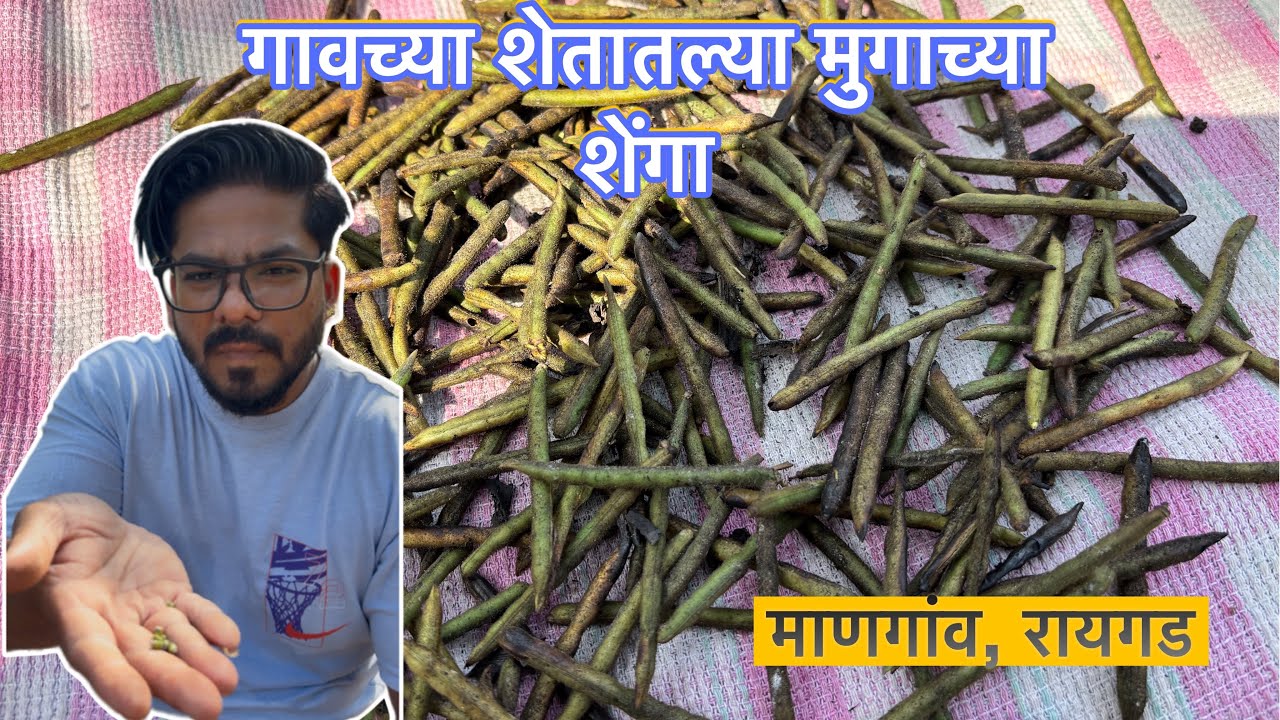 गावी शेतात भाजून खाल्ल्या मुगाच्या शेंगा ll नागांव, माणगांव रायगड ll # ...