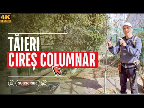 🍒✂️Taierea ciresului columnar explicata simplu 🌳