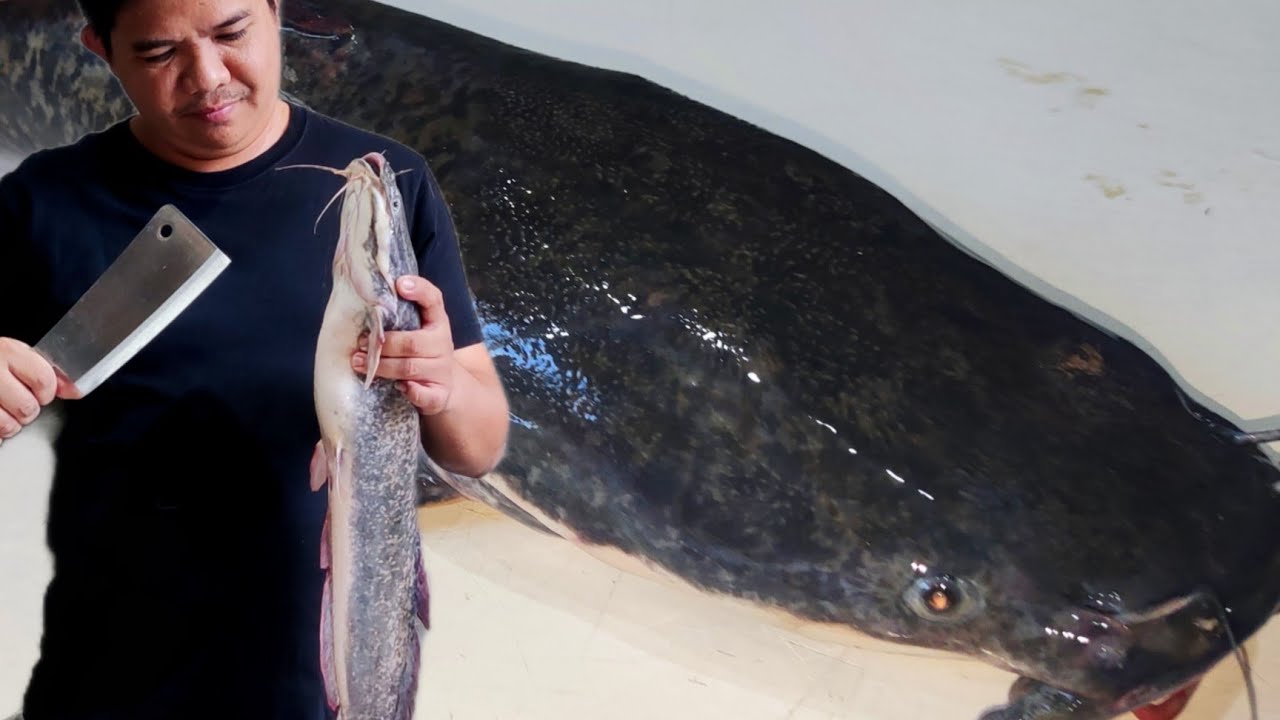 GIANT CATFISH COOKING ( HITO ) - YouTube
