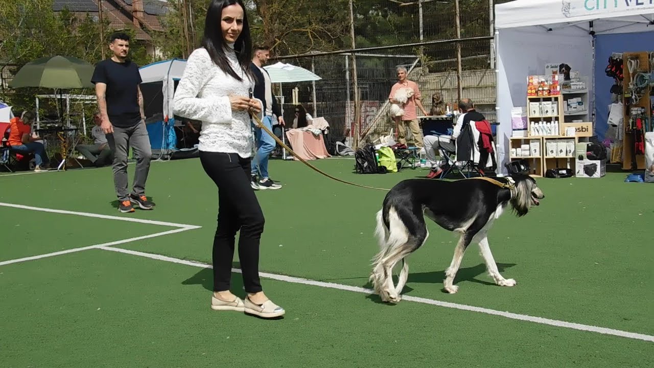 EXPOZITIE CANINA 6 APRILIE 2024 LA VALEA IAZURILOR CALARASI CAC SI ...