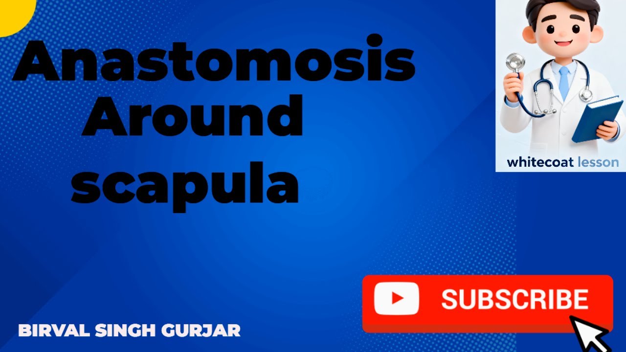 Anastomosis Around Scapula | Scapular Anastomosis Explained with ...