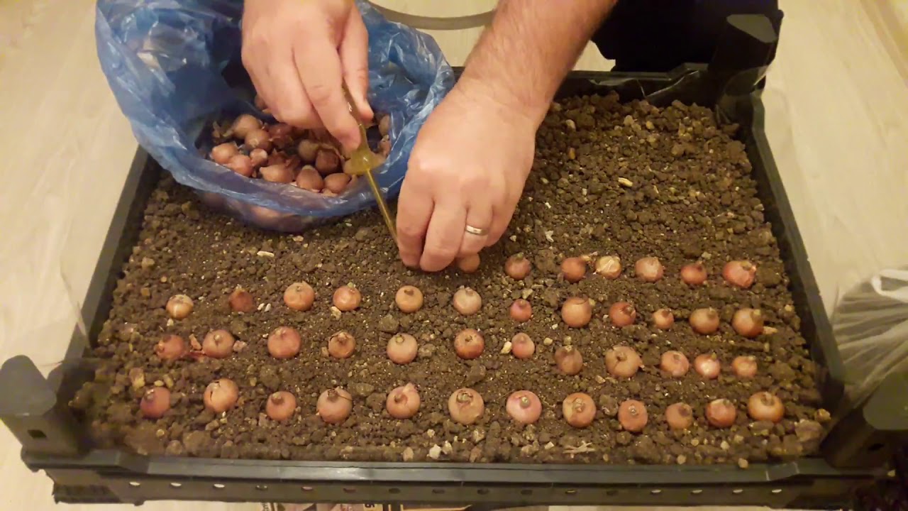 Evde Soğan ekimi l Evde ucuza Soğan nasıl yetiştirilir? - YouTube