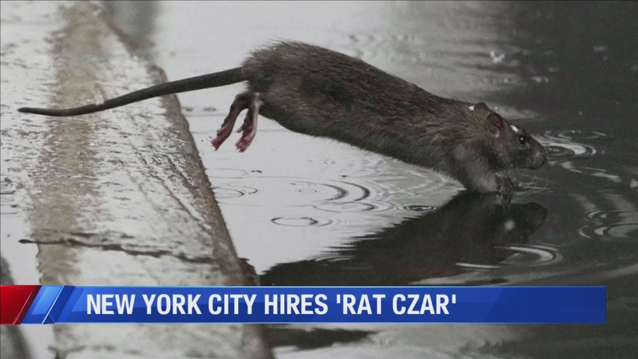 New York City hires rat czar to get rid of the rat problem - YouTube