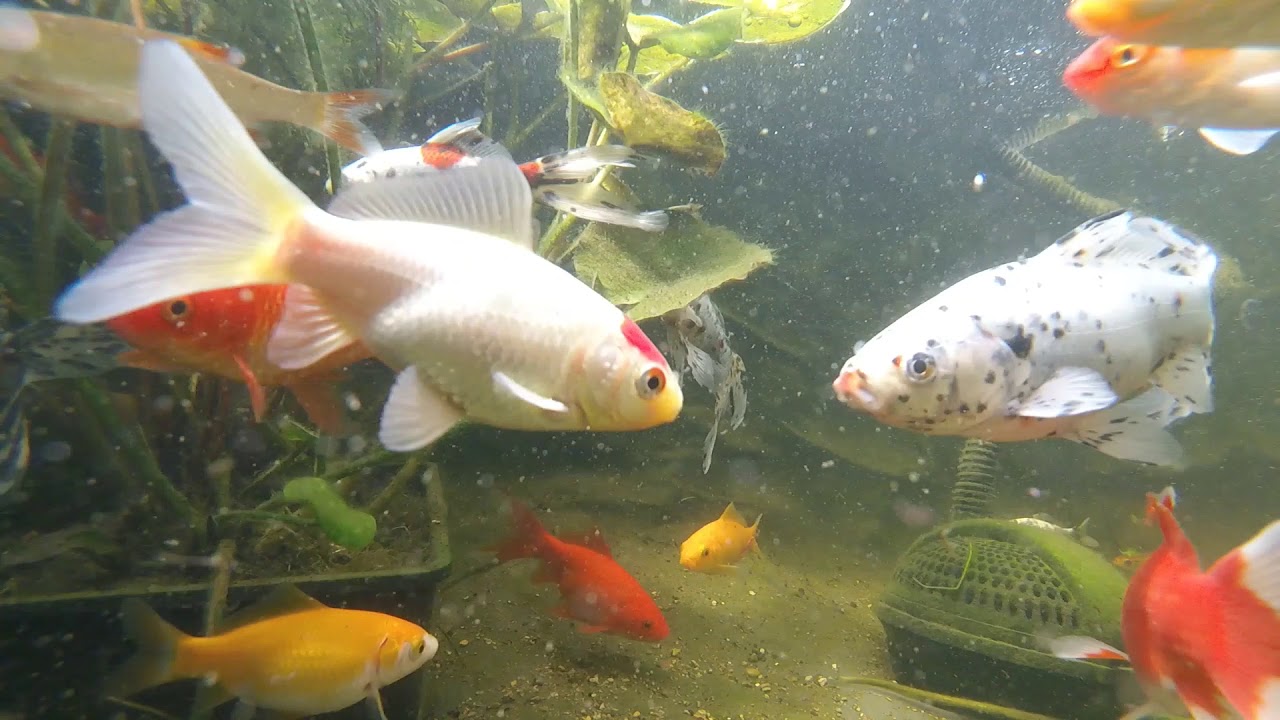 pond gold fish filming under water camera - YouTube