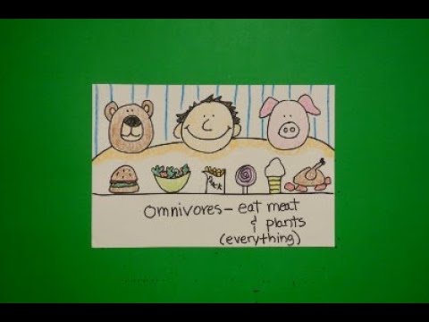 Let's Draw Omnivores! - YouTube