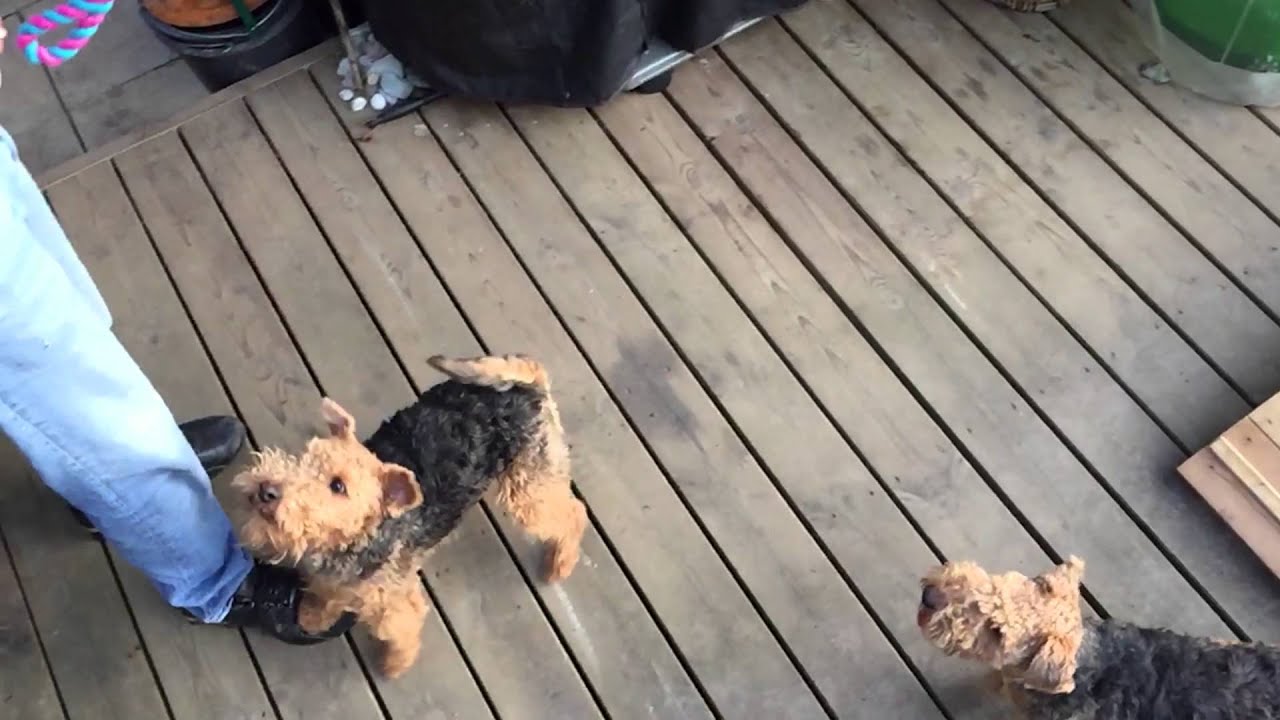 Dogs jumping & running in Slow Motion (240 FPS) - Welsh Terrier - YouTube