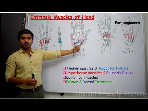 Anatomy of Intrinsic muscles of the hand - made easy for beginners ...