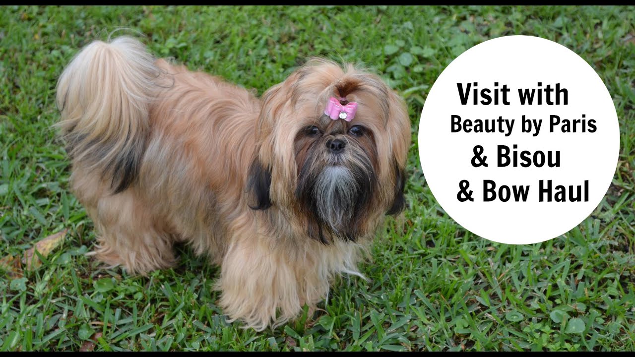 Visit with Beauty by Paris, Bisou the shih Tzu and a Dog Bow Haul - YouTube