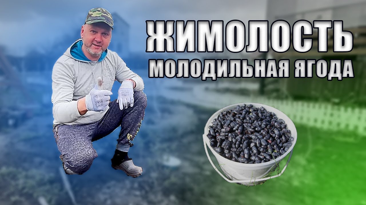 Посадка и уход за кустами жимолости - YouTube