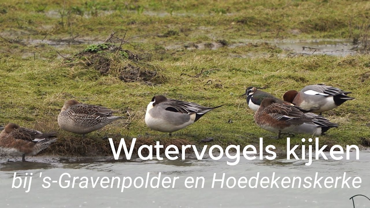 Watervogels kijken tussen 's-Gravenpolder en Hoedekenskerke #1193 - YouTube