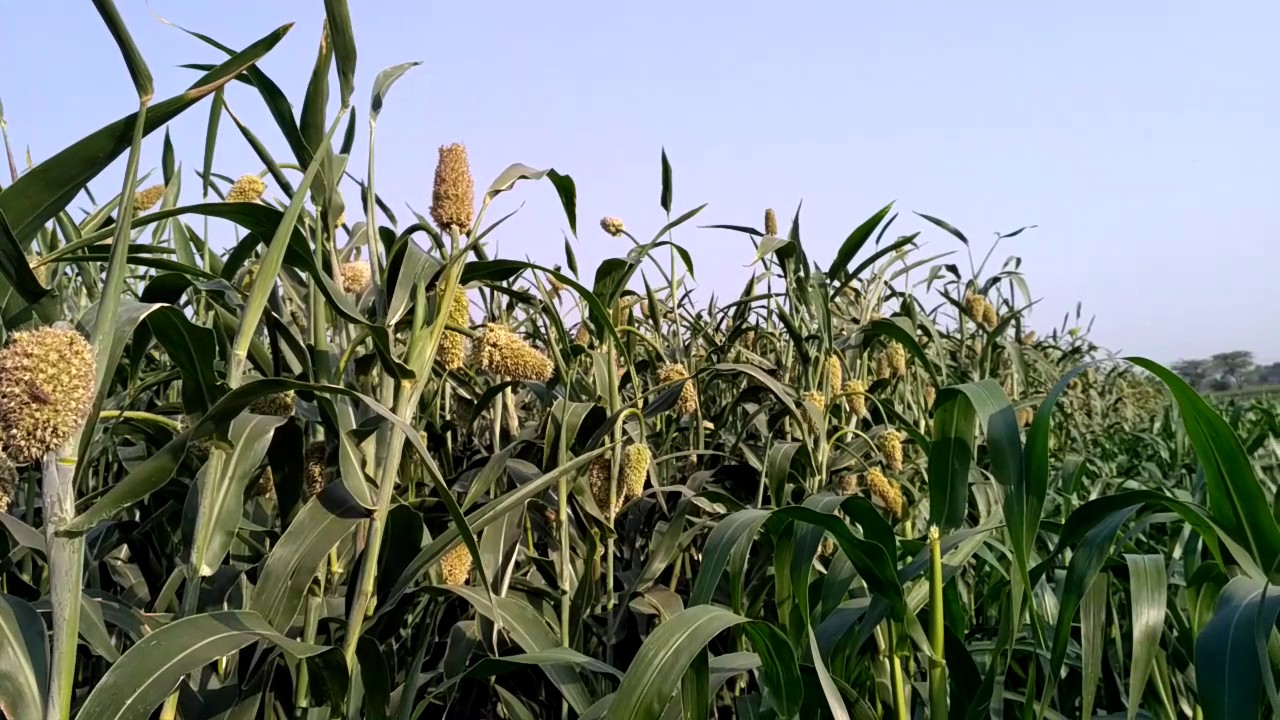 Jowar Production ( Sorghum) jowar farming plant .crop. - YouTube