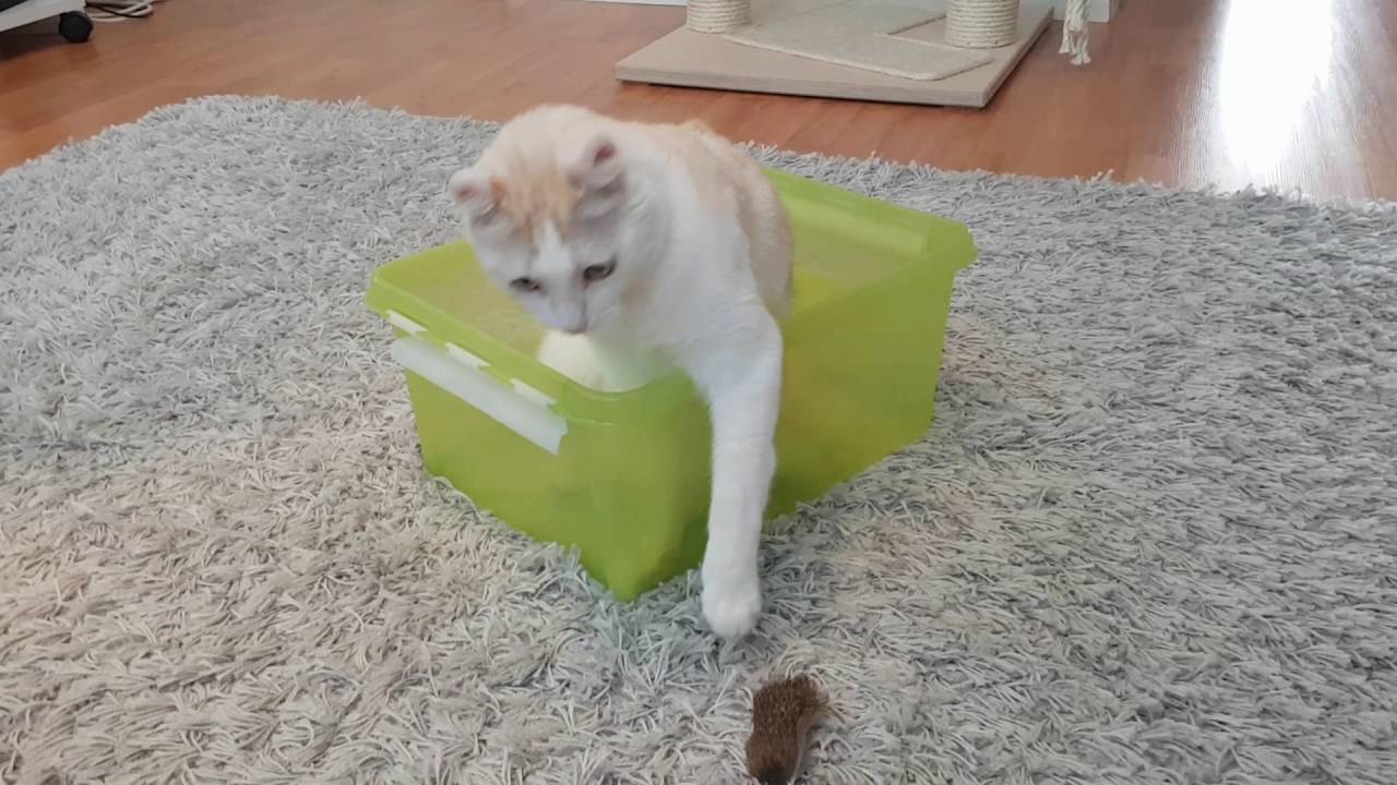 Cats playing with rabbit fur toys - YouTube