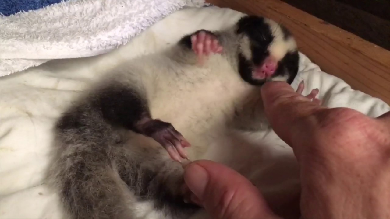 Striped possum - hand rearing an orphan for release to the wild. - YouTube