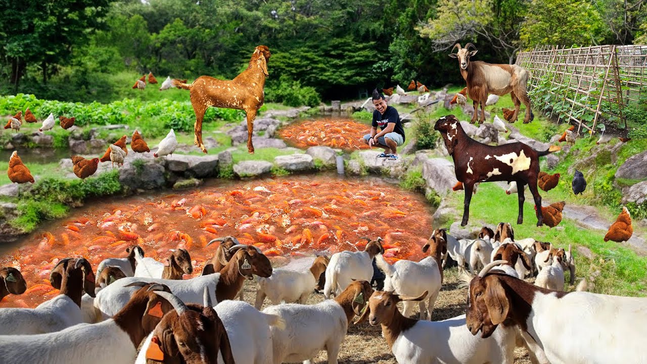 Genius Method to Raise Goats and Grow Organic Vegetables on a Free ...