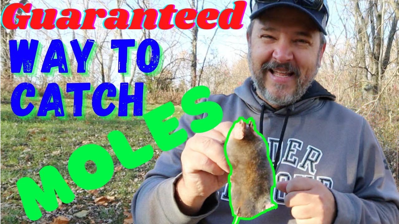 Guaranteed Way To Catch A Mole By Hand Quick and Easy - YouTube