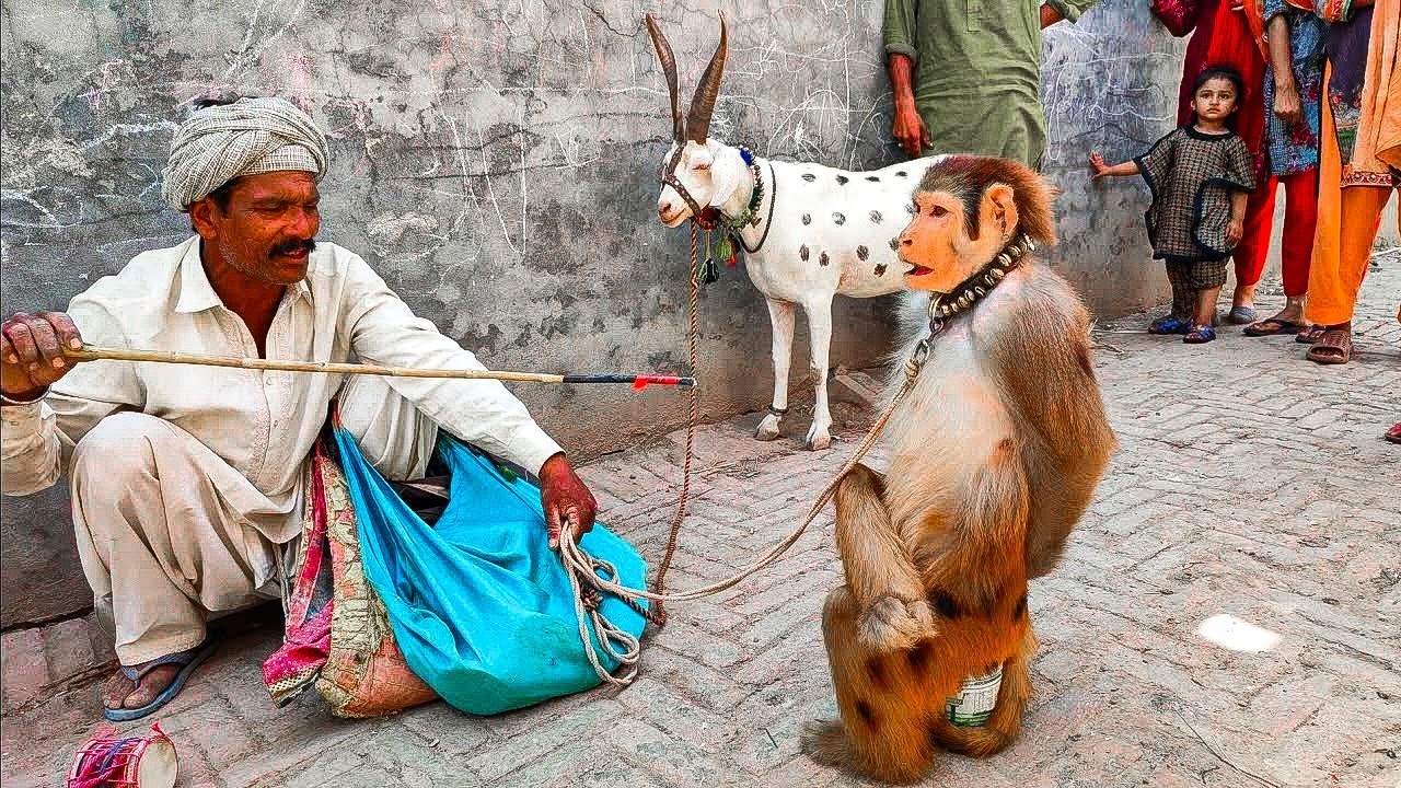 Bandar ka khel | Bandar ka tamasha | बंदर का खेल | monkey full drama | monkey funny video part 2 ...