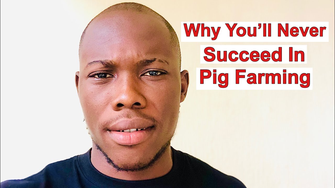Why Most Pig Farms Fail - YouTube