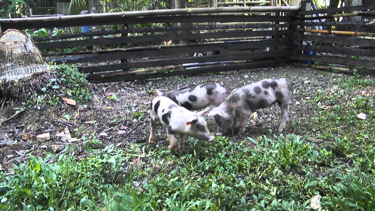 Pig Pen Designs Livestock Pens Dual 8'W X 8'D Complete Hog Pen