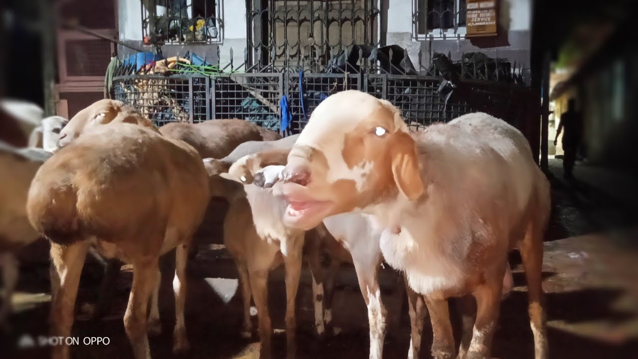 Abundance of beautiful and cute Doomba ( sheep ) feeding near North ...