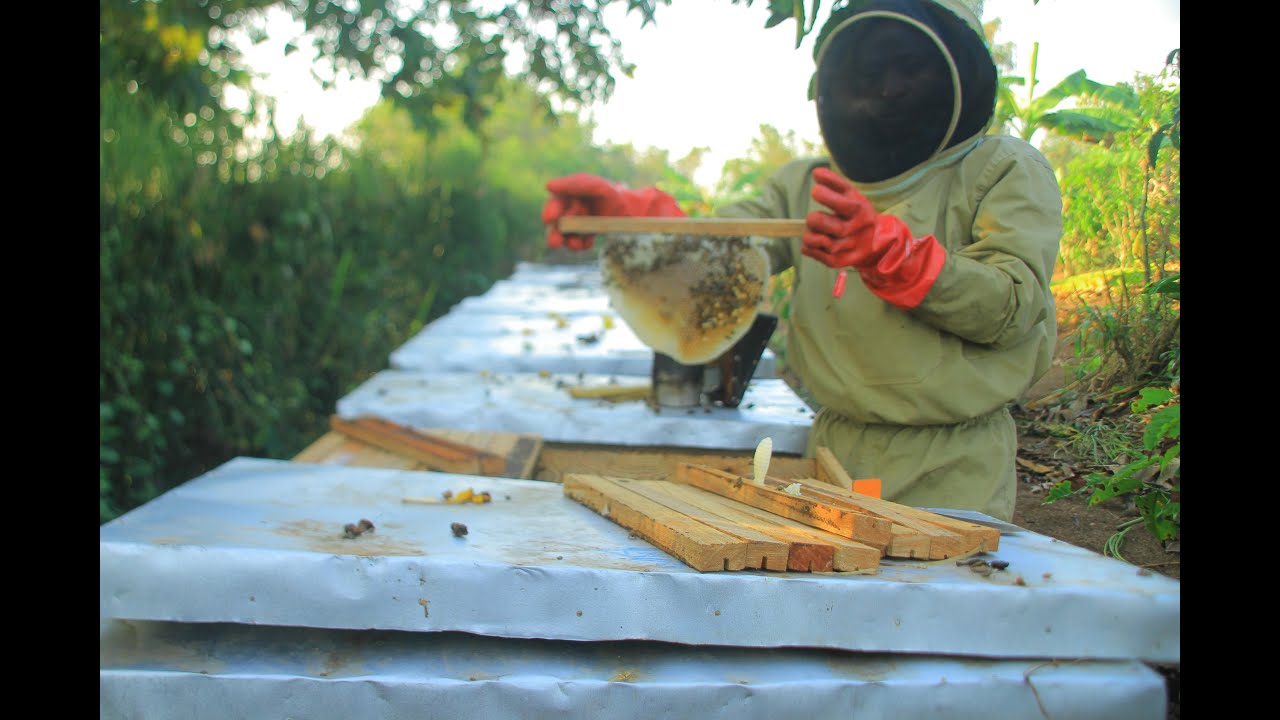 Munansi Hives Project: Saving Wild Bees and Empowering Farmers - YouTube