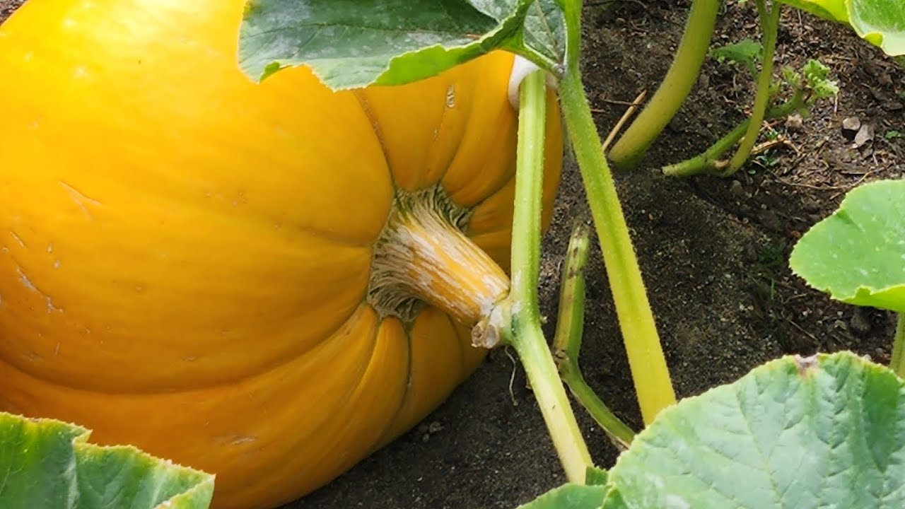 Atlantic Giant Pumpkin Patch, 2022 - YouTube