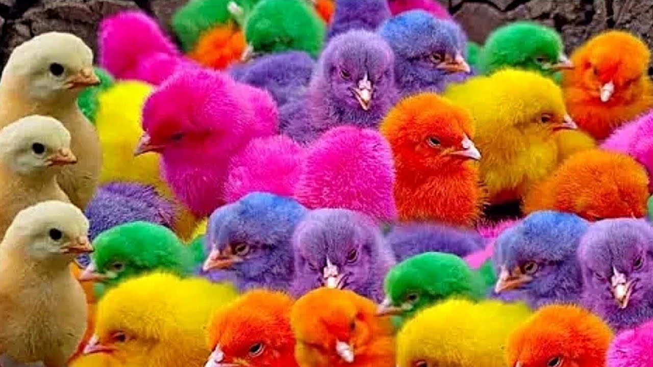 Catch millions of cute chickens,rainbow chicks,ducks,rabbits,cute animals - YouTube