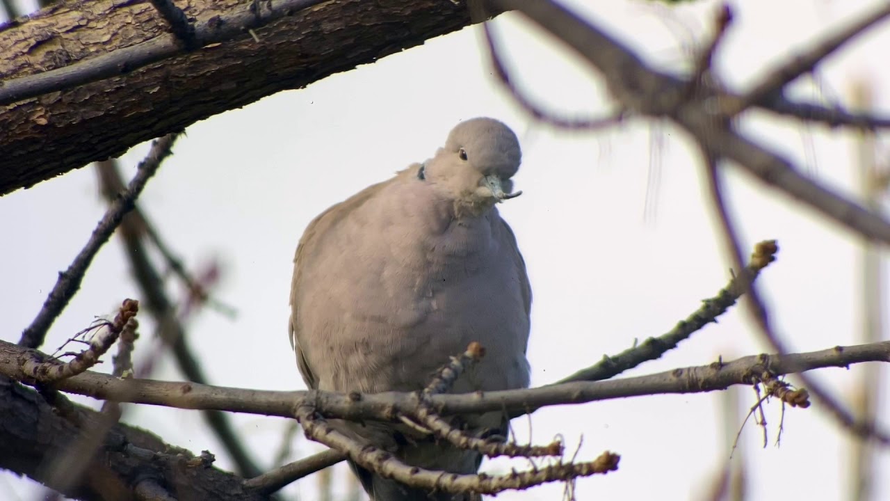 Bent Beak Mourning Dove - YouTube