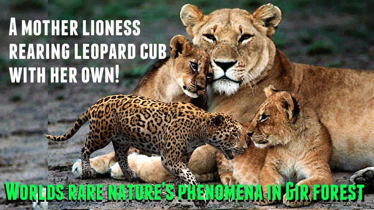Worlds rare nature's phenomena in Gir forest | A mother lioness rearing ...