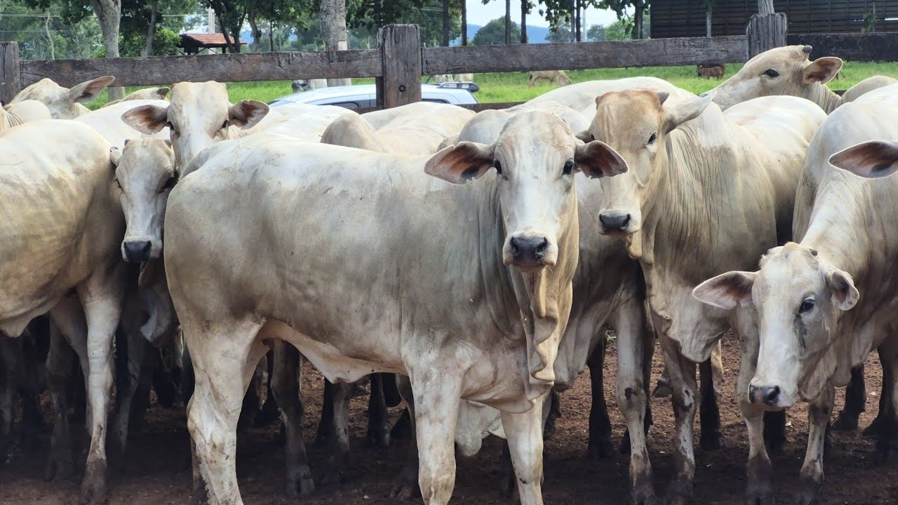 NOVILHA PRECOCE - E o calculo do arroba@ - YouTube