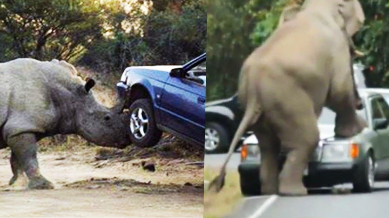 CAR CRASH COMPILATION 2020 - Animals attack car | CRASHES | TRUCK ...