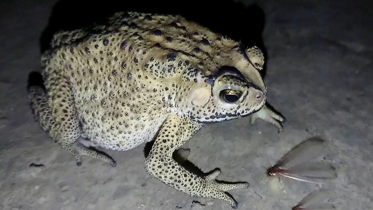 Asian Frog Eating Insects - Amazing Frog Sounds - Mendhak Video - YouTube