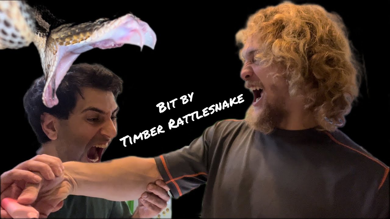 Timber Rattlesnake bite - YouTube