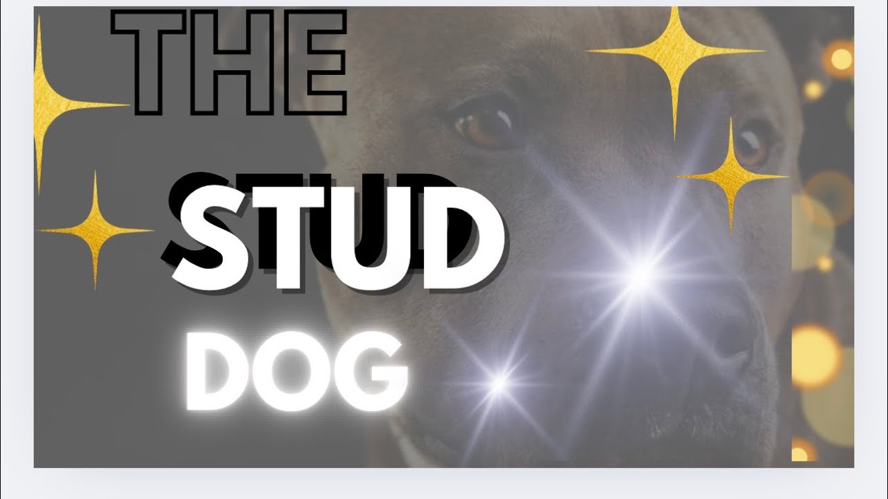 The Stud Dog - YouTube