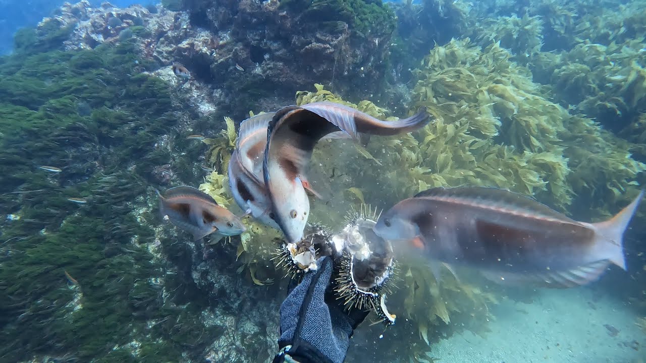 Scuba diving and Spearfishing the Aldermen Islands New Zealand Part 1 ...