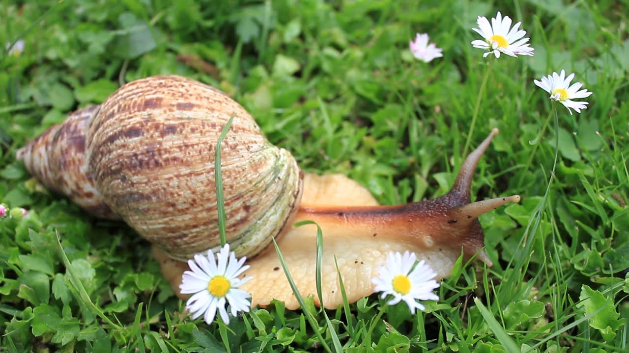 Achatina reticulata - Alchetron, The Free Social Encyclopedia