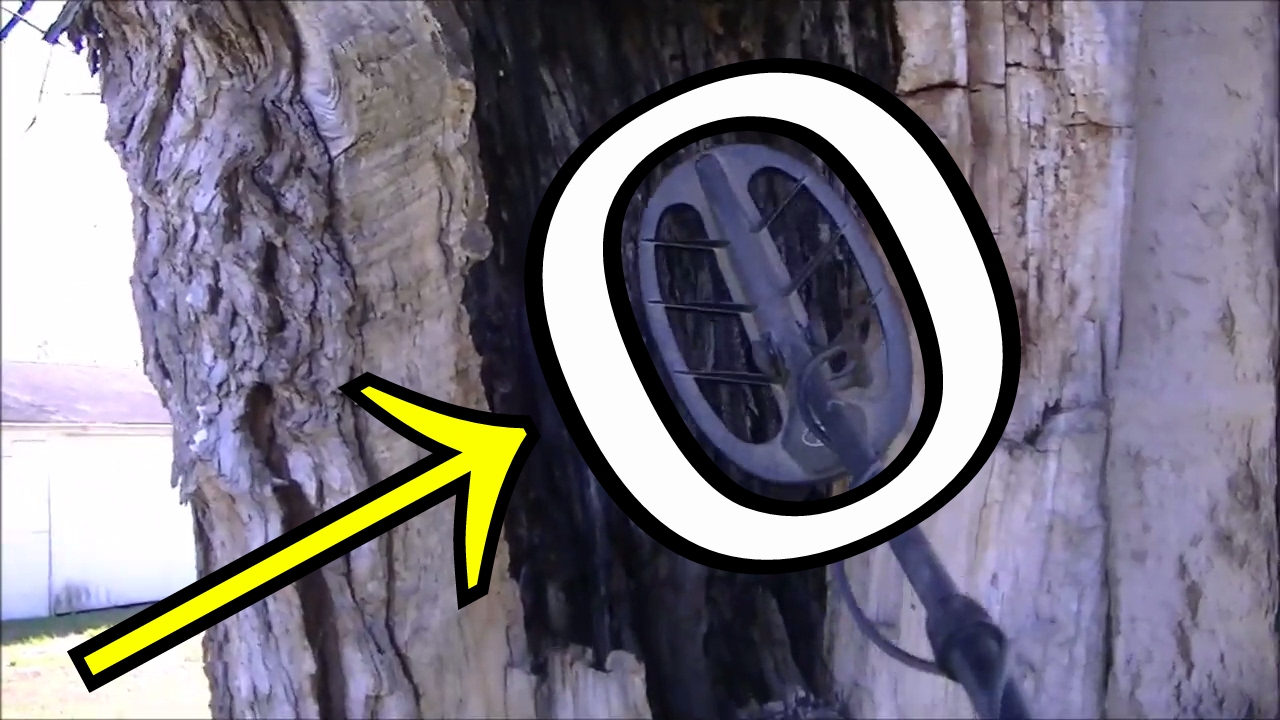 Metal Detecting INSIDE TREE, Found MONSTER! - YouTube