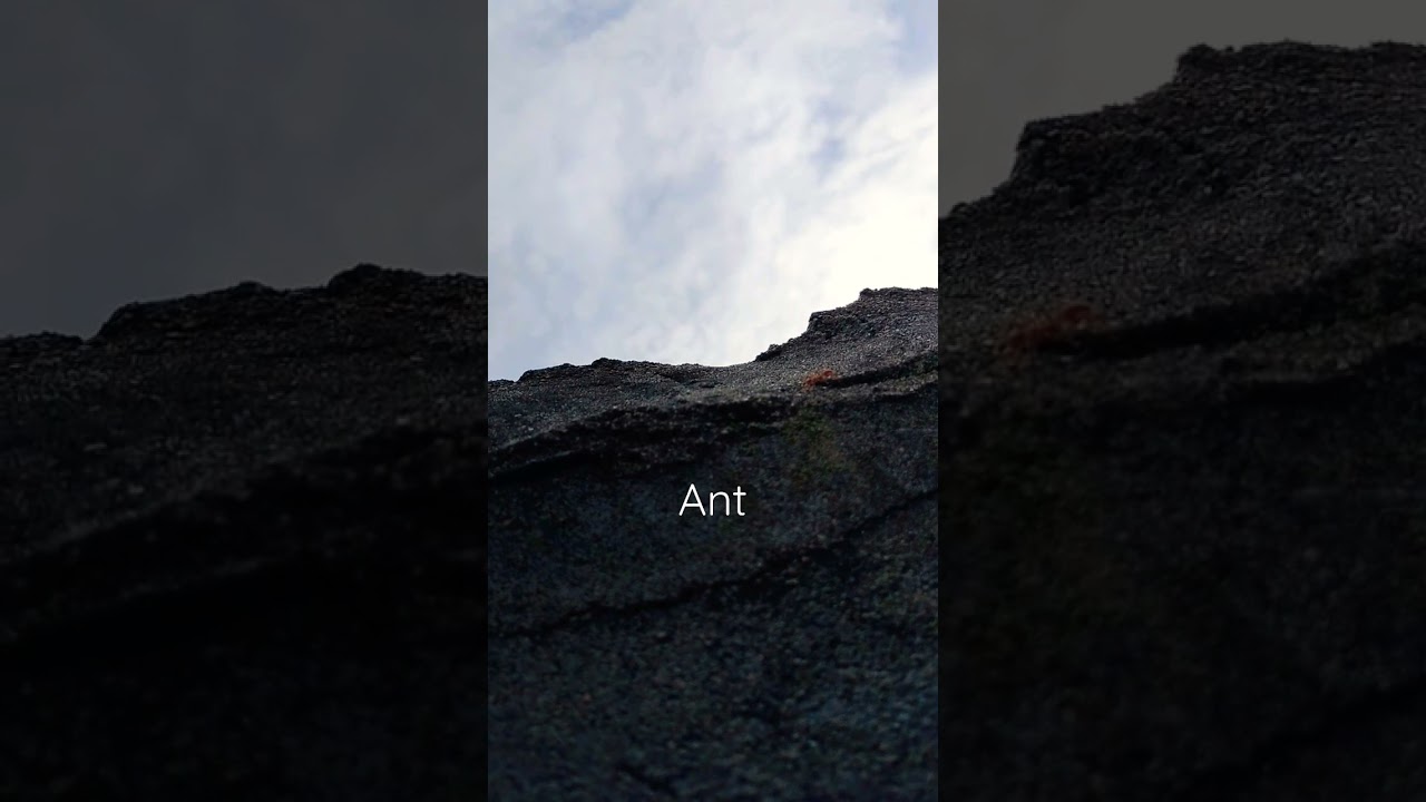 Ant | Short footage - YouTube