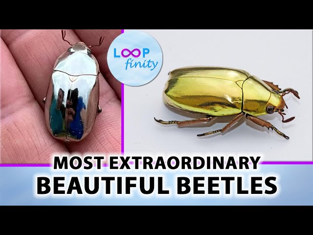Most Beautiful Beetles