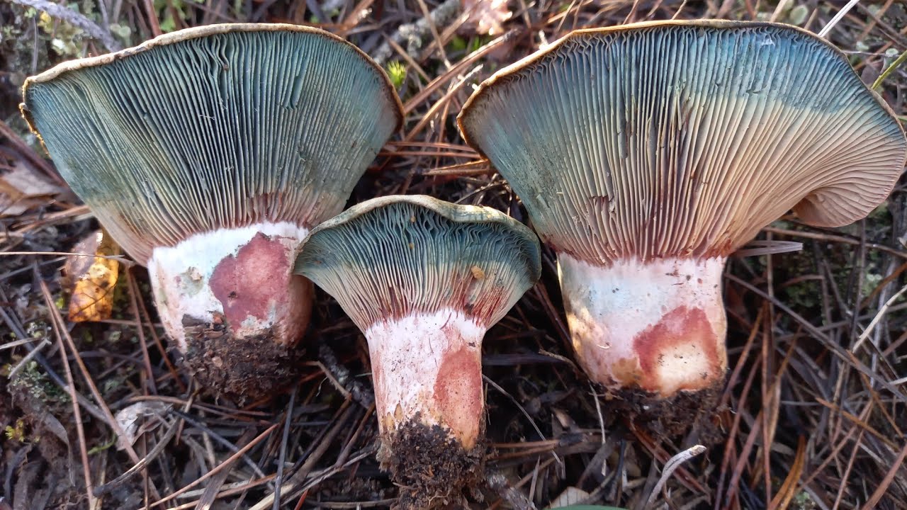 (Niscalos Robellons) Lactarius vinosus & Lactarius semisanguifluus ...