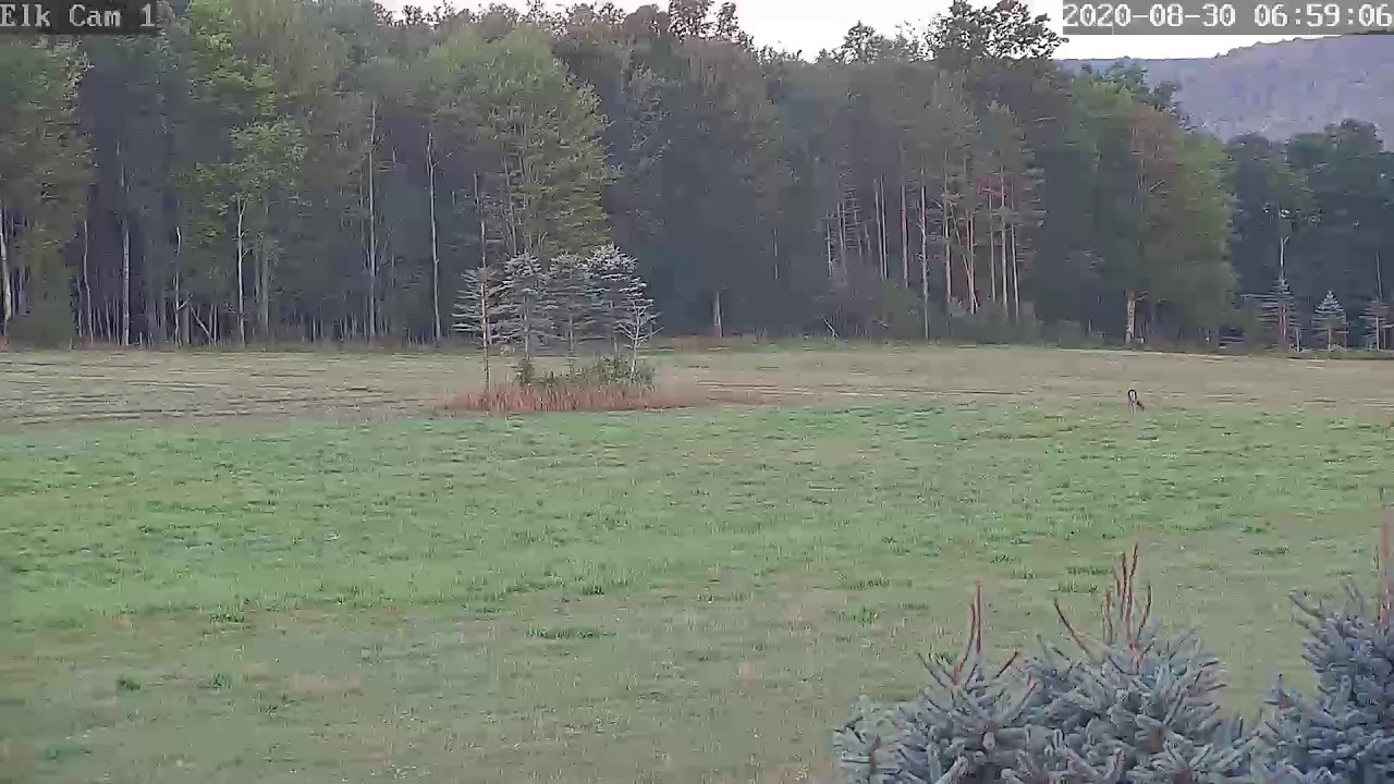 PA Elk Camera 1 - YouTube