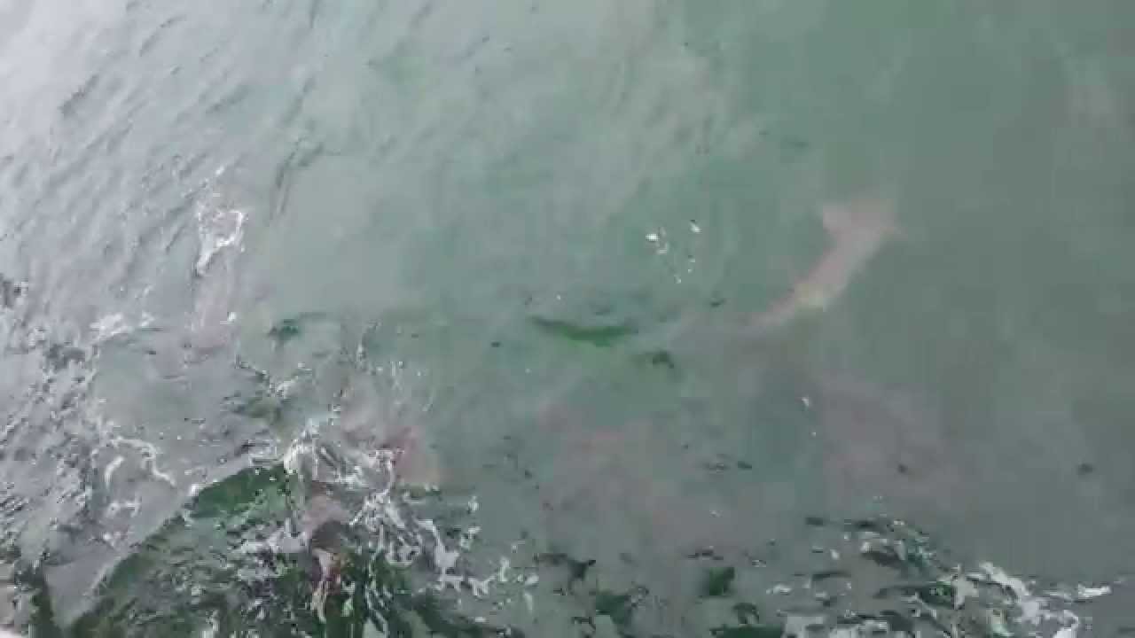 Shark storm at Myrtle Beach - YouTube